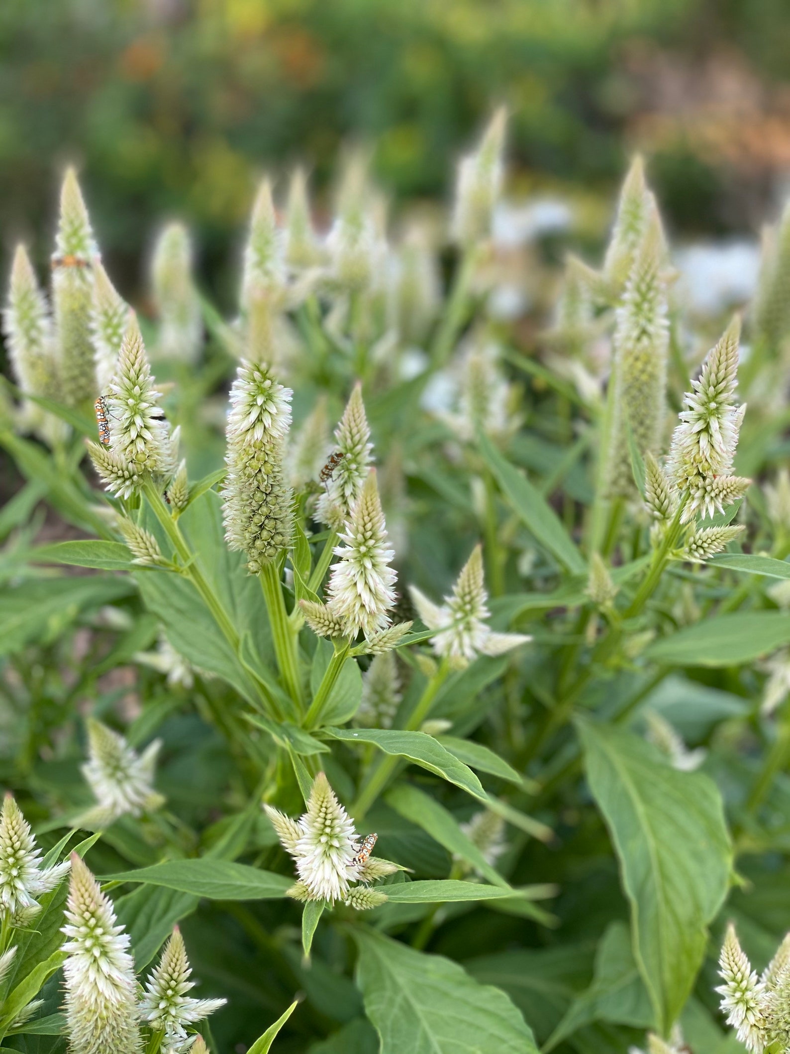 White Flower Spike Celosia Seeds 50 Seeds Spiked Wheat | Etsy