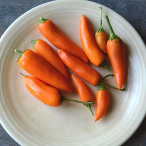Bulgarian Carrot Pepper, 25 Shipka Pepper Seeds, Great for Container ...