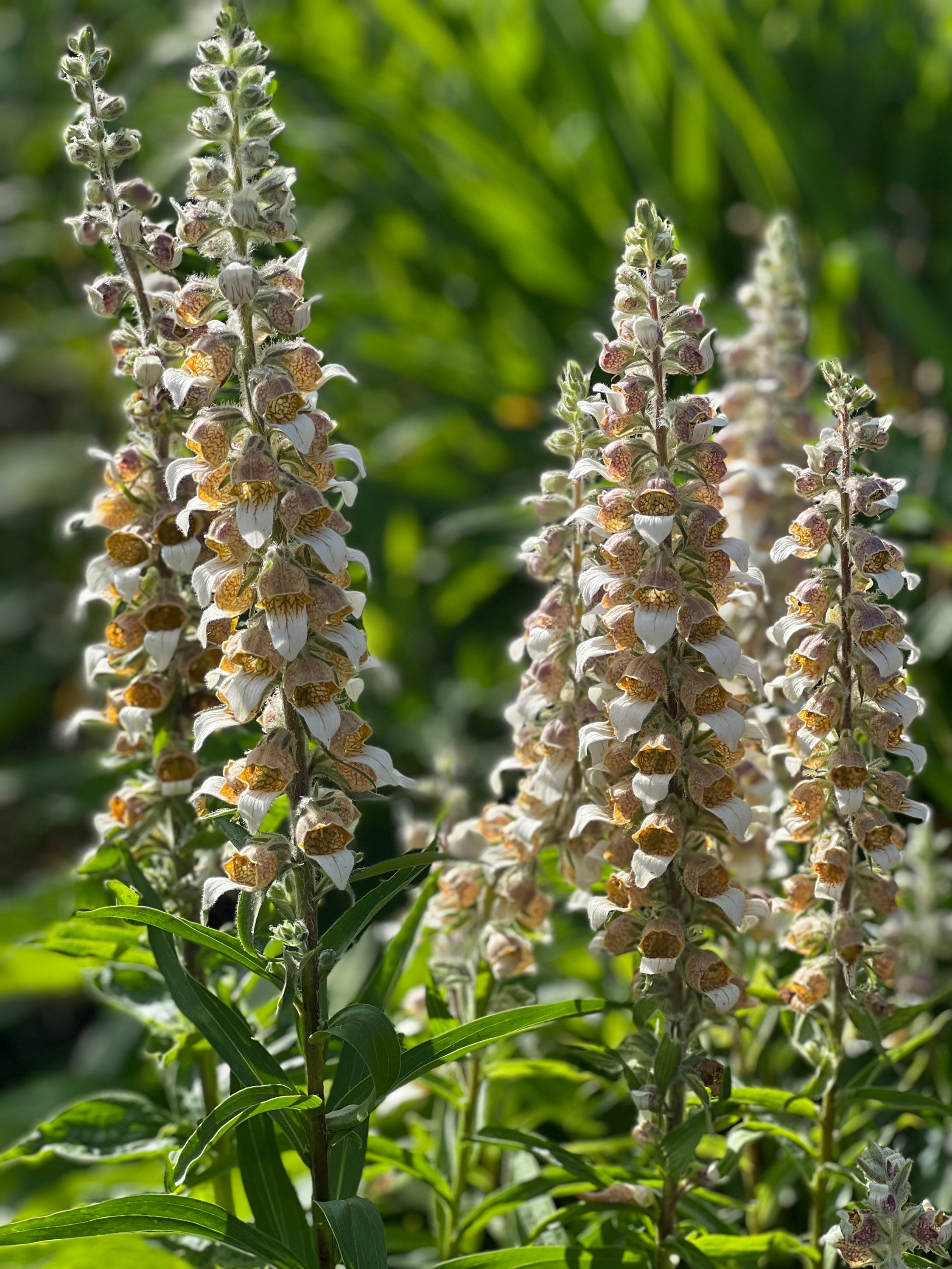 Floral & Garden Crafts Home & Hobby Perennial Bronze/White Foxglove ...