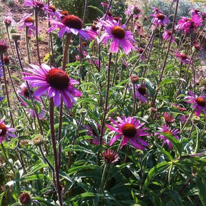 Tennessee Coneflower Seeds, Echinacea Tennesseensis, 25 Seeds for ...
