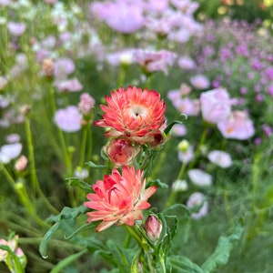 Peach Strawflower Seeds: Apricot Mix for Dried Floral Crafts - Etsy