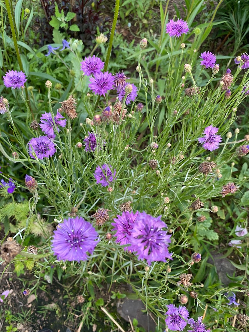 Purple Bachelor Buttons Lavender Mix Centaurea Great for Cut - Etsy