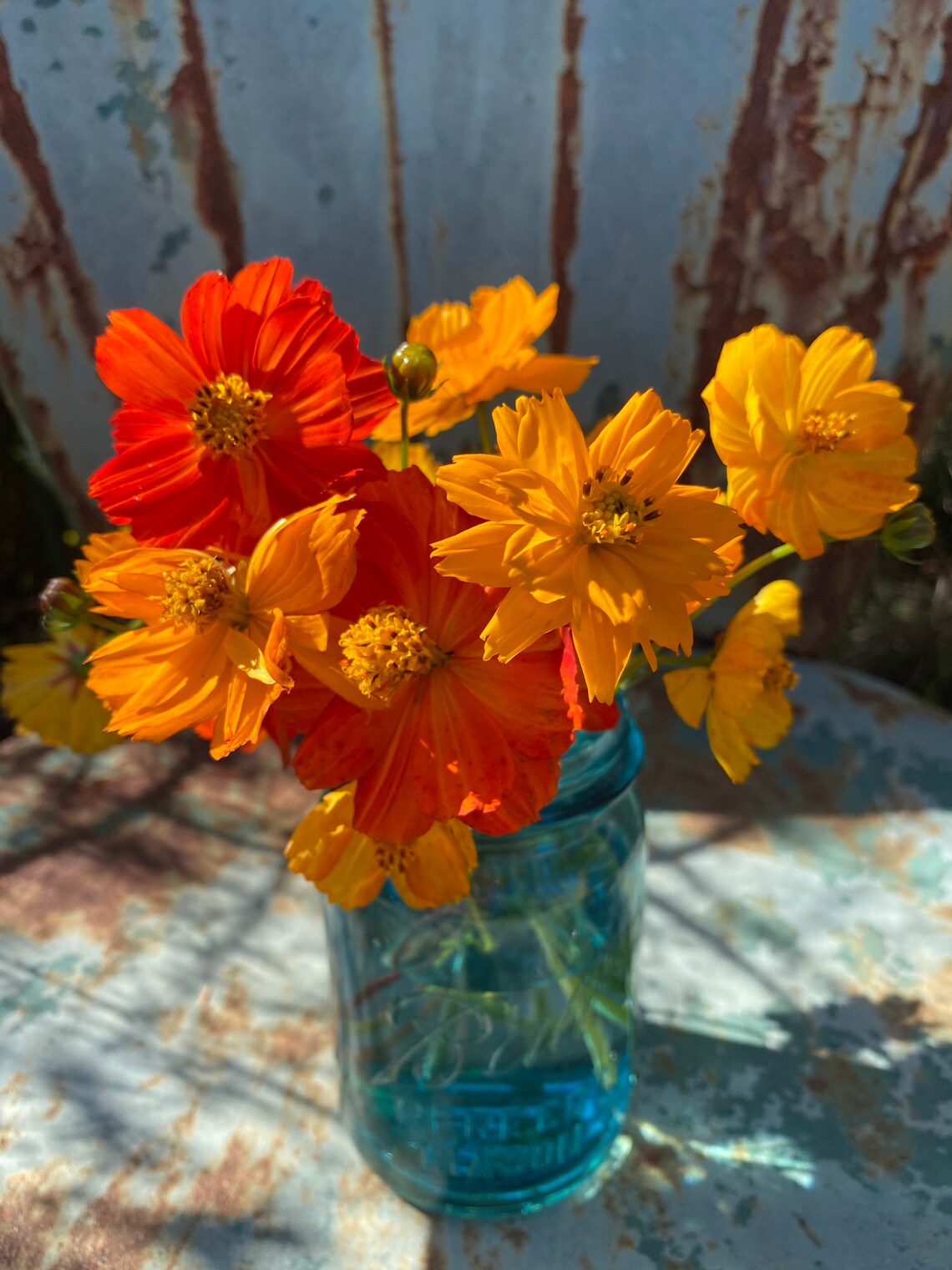 Bright Lights Cosmos Red Yellow and Orange Cosmos Sulphureus - Etsy