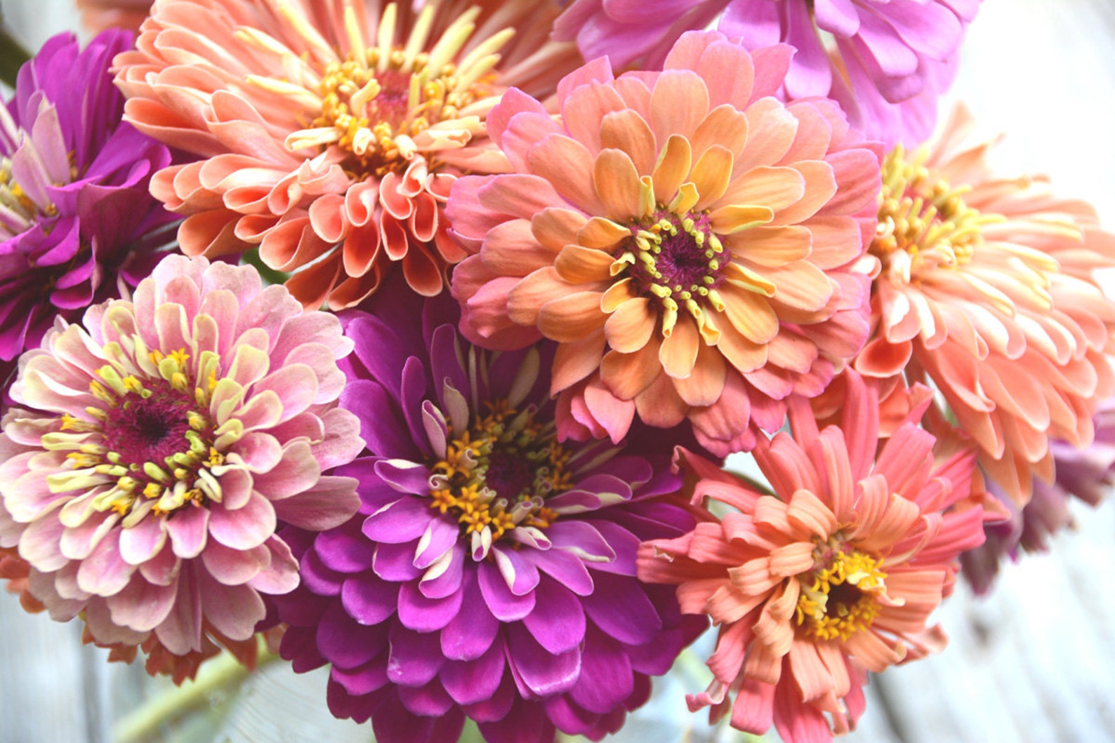 Pastel Zinnia Seeds Heirloom Zinnias in Mixed Pastel Shades - Etsy