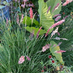 Ruby Grass Seeds, 50 Melinus Nerviglumis Seeds, Savannah Ruby Grass - Etsy