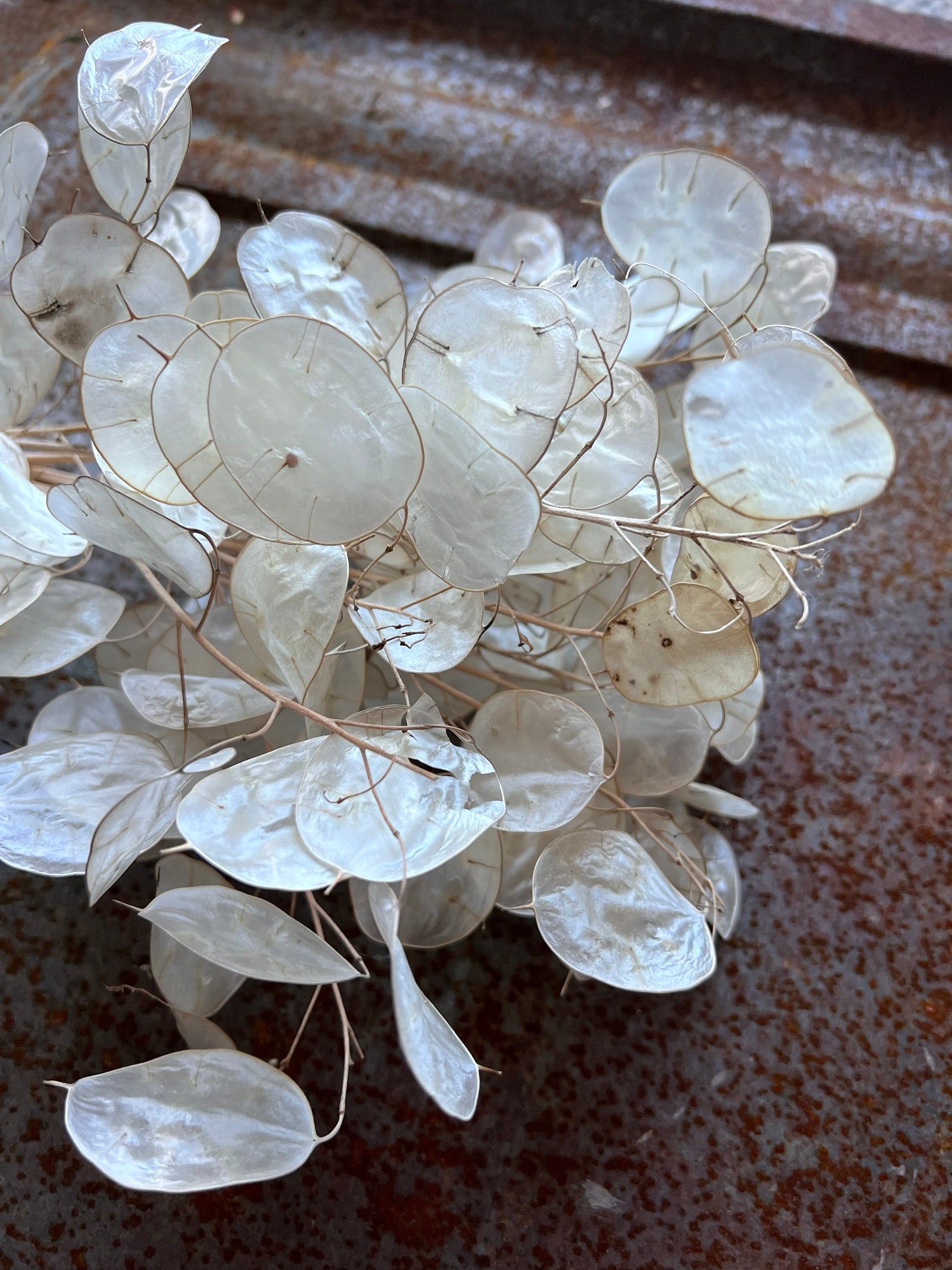 Lunaria Stems, Dried Money Plant, 10 Small Stems of Dried Lunaria From ...