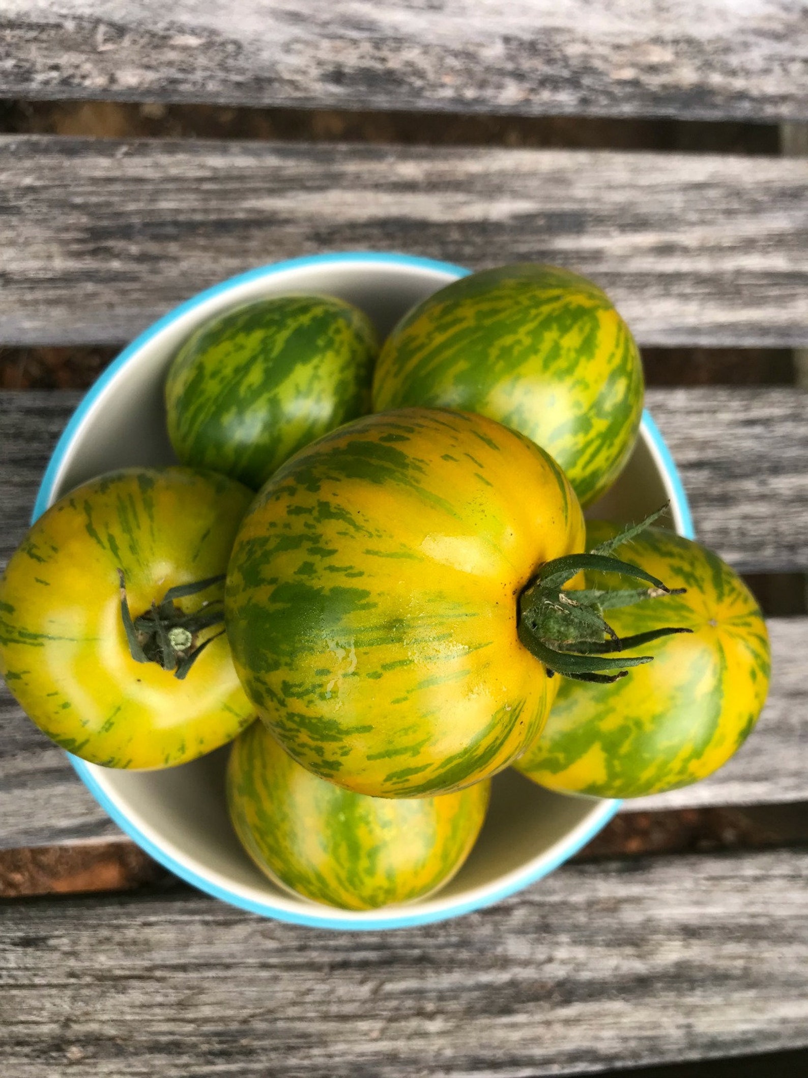 Green Zebra Tomato Seed Heirloom Tomato Seeds Great for - Etsy