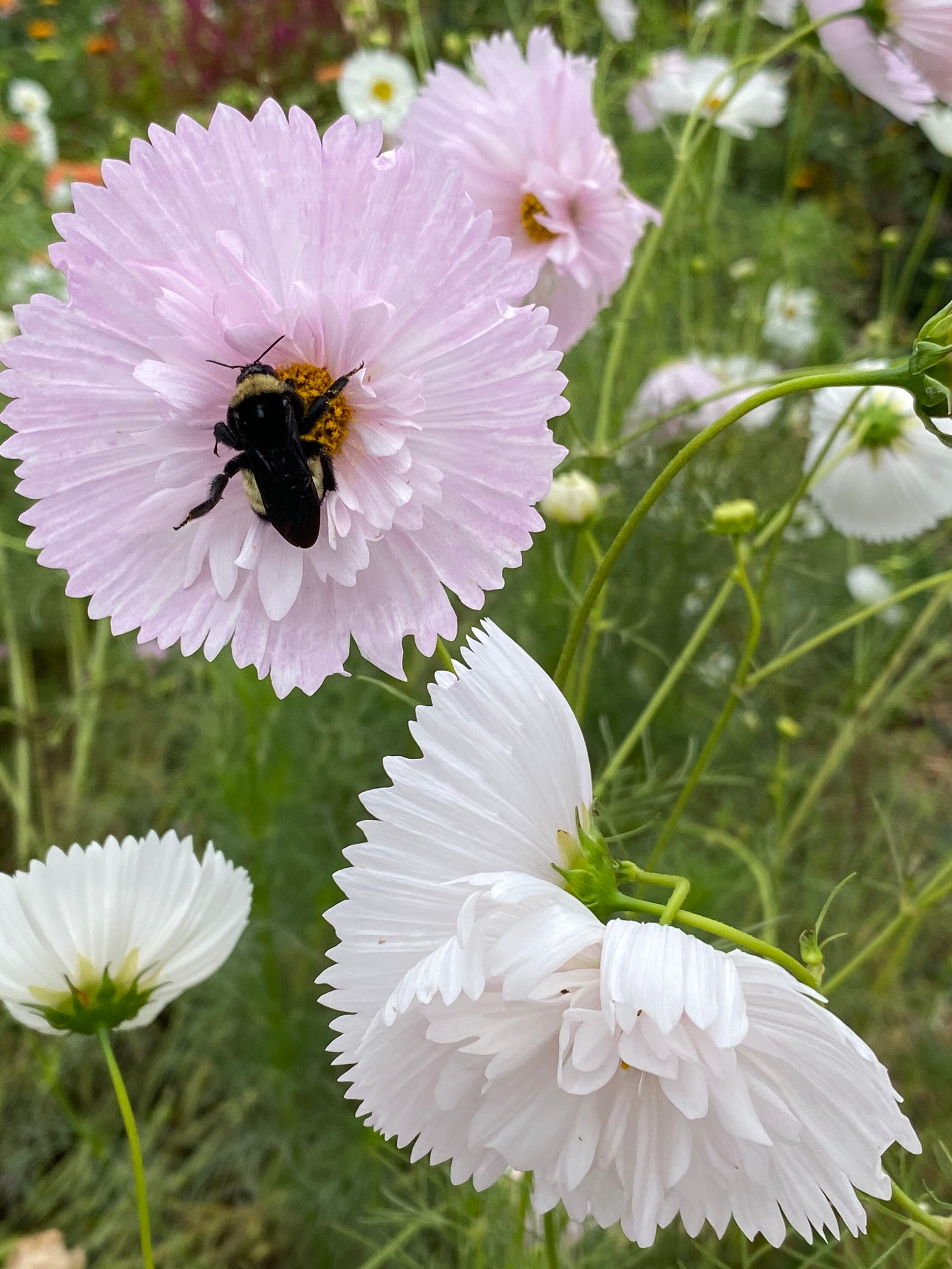 Blush Cupcake Cosmos Seed Pink Cosmos Seeds Great for Cut | Etsy