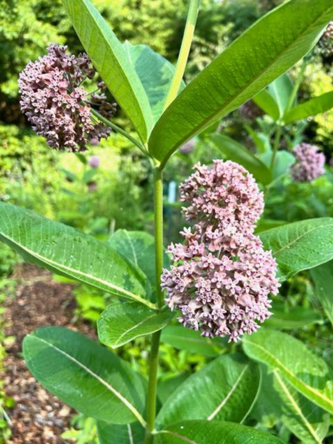Common Milkweed Seeds, Asclepias Syriaca for Pollinator Gardens and Butterfly Gardens - Etsy