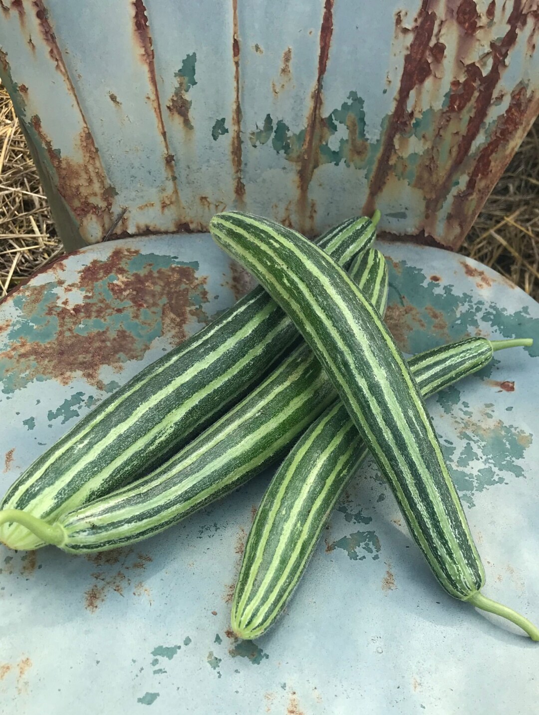 Armenian Striped Cucumber Seeds: Non-gmo, Summer Garden (15 Seeds) - Etsy