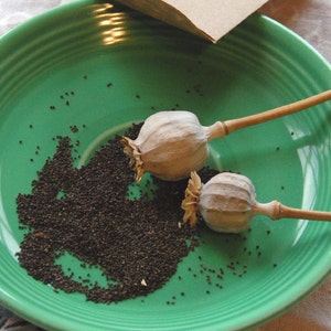 Mixed Poppy Seeds Breadbox Poppies in Mixed Colors Papaver | Etsy