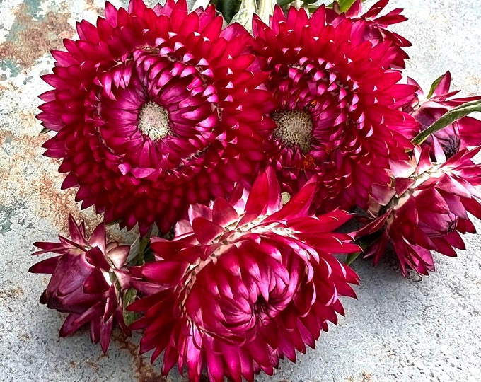 King Size Raspberry Rose Strawflower Seeds, 45 Seeds for Large Pink ...