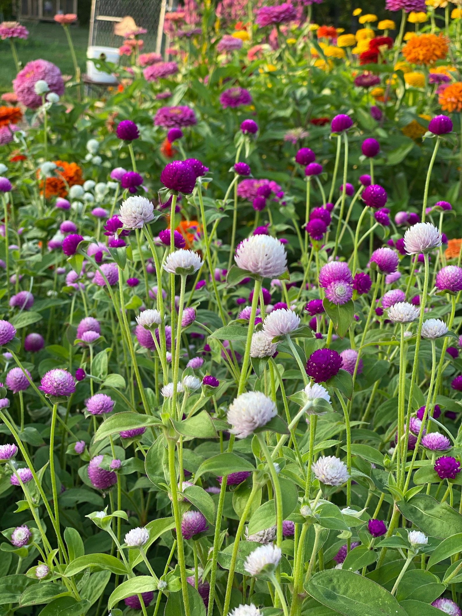 Audray Mix Gomphrena Seeds: 25+ Globe Amaranth Flower Seeds - Etsy