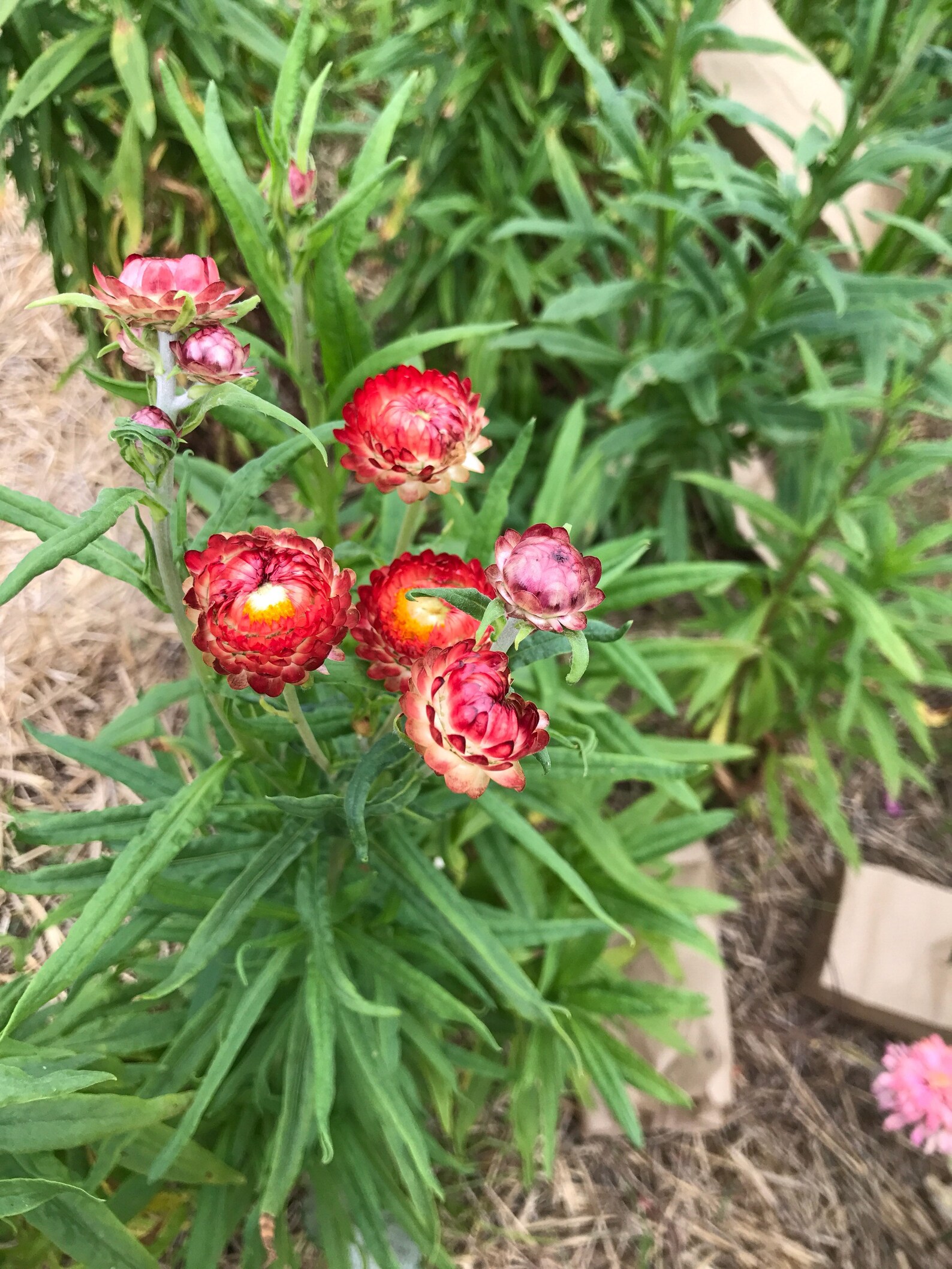 Mixed Strawflower Seeds, 45 Sultane Mix Helichrysum Seed, Cut Flower ...