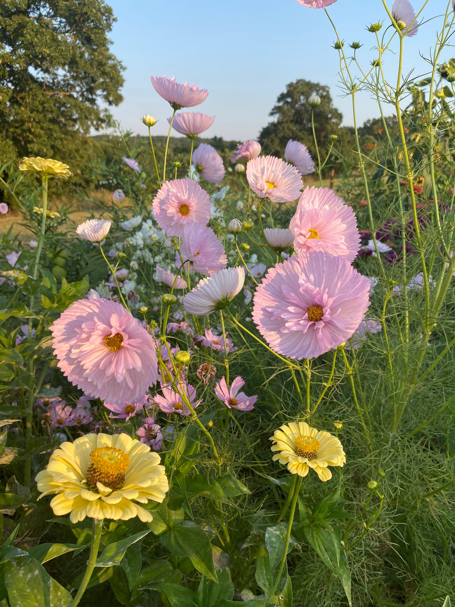 Blush Cupcake Cosmos Seed, Pink Cosmos Seeds- Great for Cut Flower ...