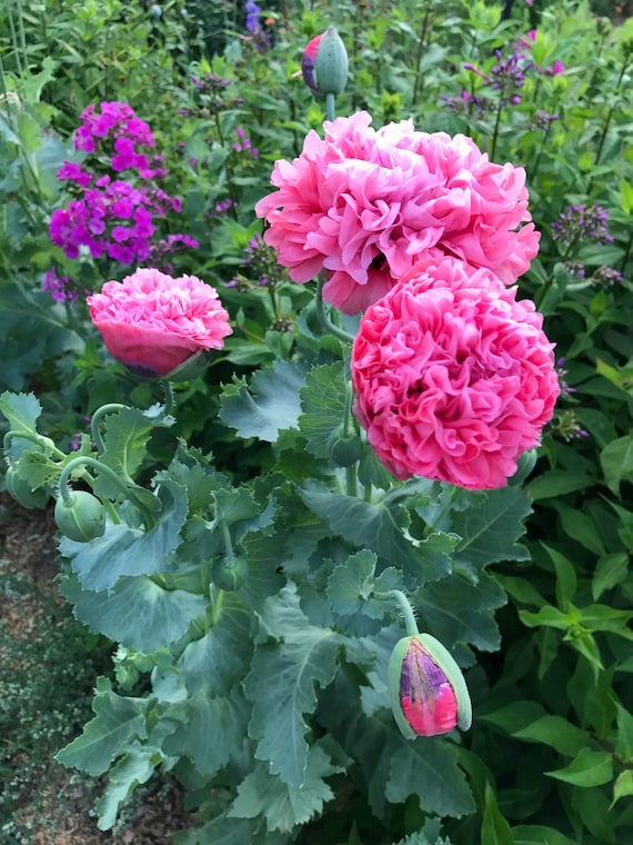 Fleur De Pavot Rose
