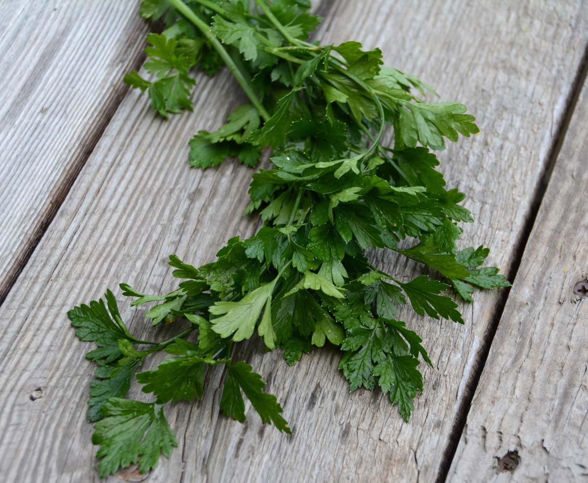 Parsley Seeds Italian Flat Leaf Parsley Heirloom Herb Seeds | Etsy