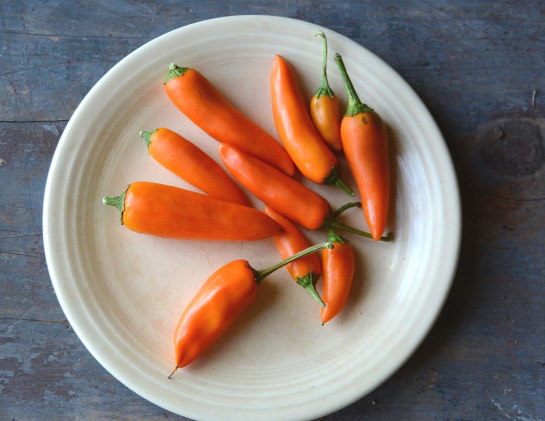 Bulgarian Carrot Pepper, 25 Shipka Pepper Seeds, Great for Container ...