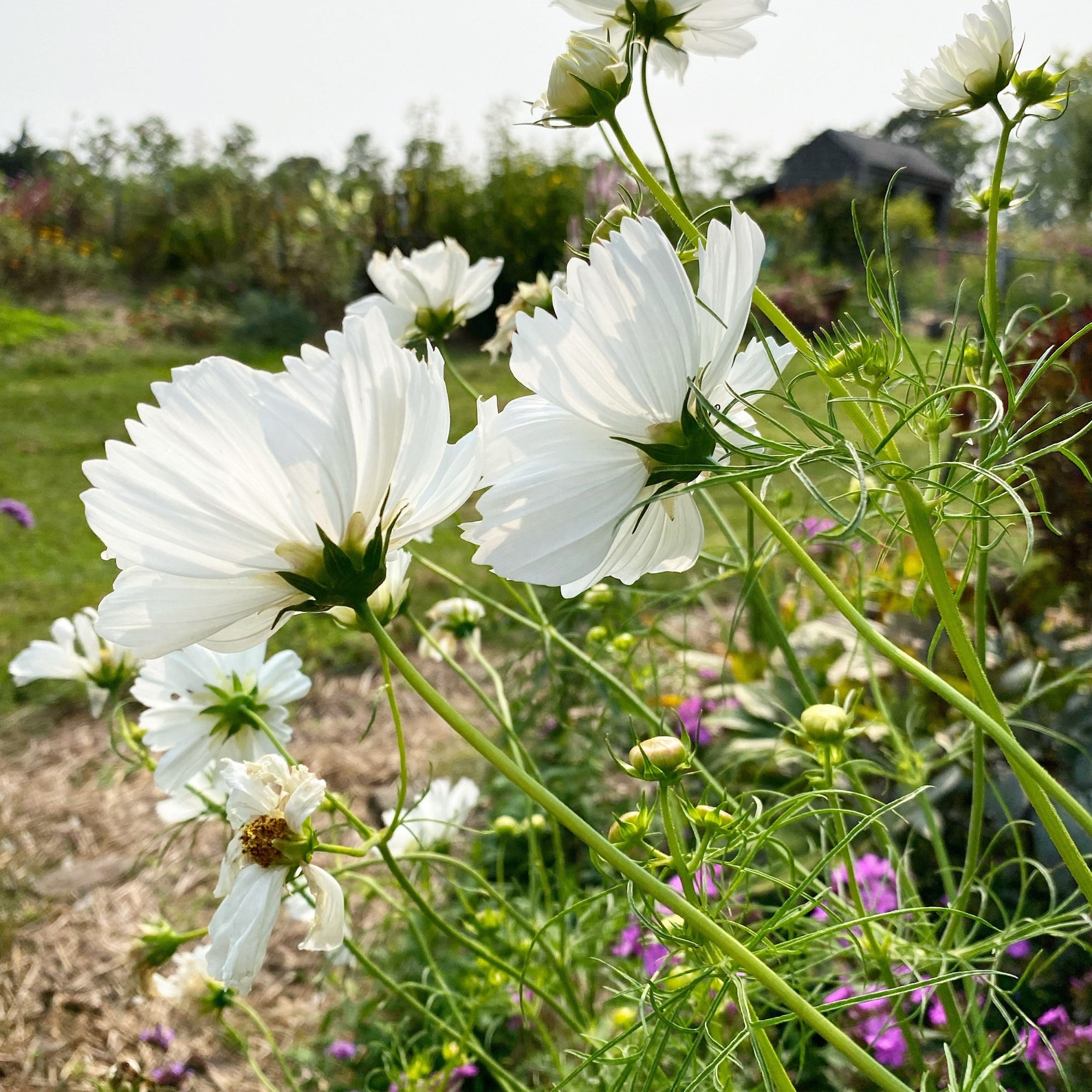 Afternoon White Cosmos 25 Seeds for Large Flowering White - Etsy