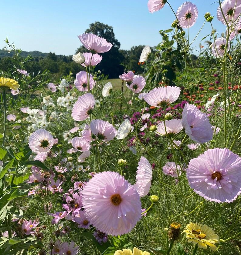 Blush Cupcake Cosmos Seed, Pink Cosmos Seeds- Great for Cut Flower ...
