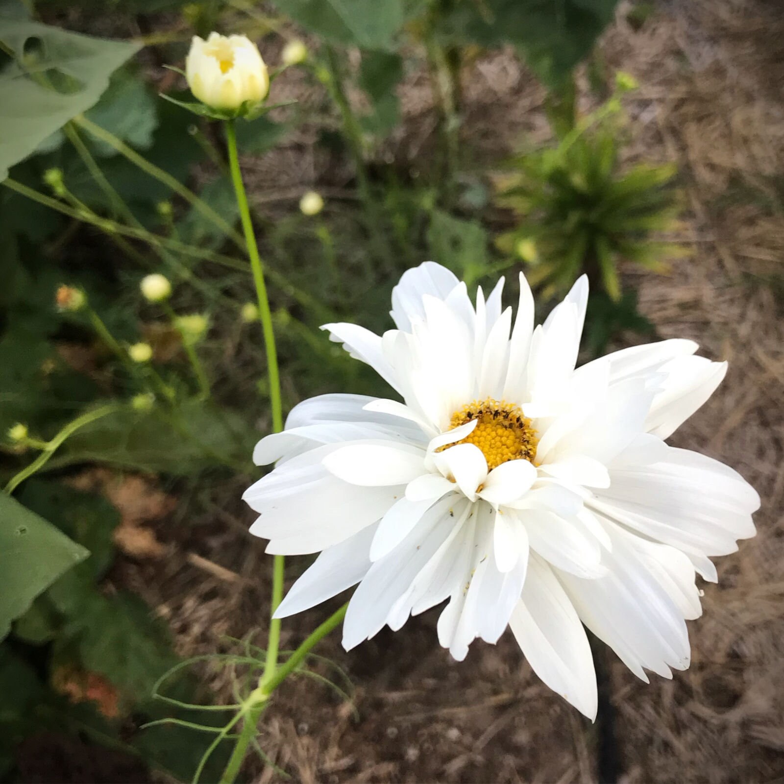 Cosmos Seeds Fizzy White Cosmos Great for Cut Flower Gardens | Etsy