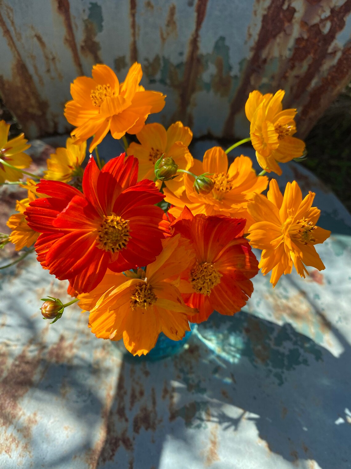 Bright Lights Cosmos Red Yellow and Orange Cosmos Sulphureus - Etsy