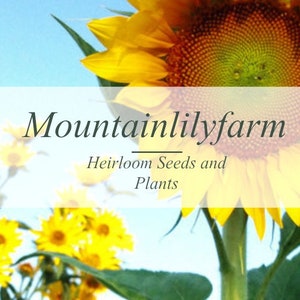 Heirloom Pepper Seeds, Sweet Banana Peppers, Golden Treasure Pepper ...