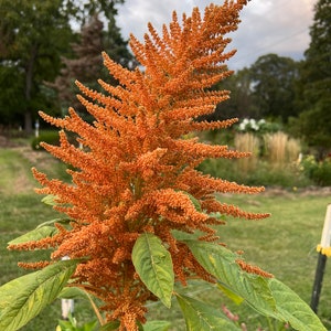 Giant Orange Amaranth Seeds: Cut Flower Garden (100 Seeds) - Etsy