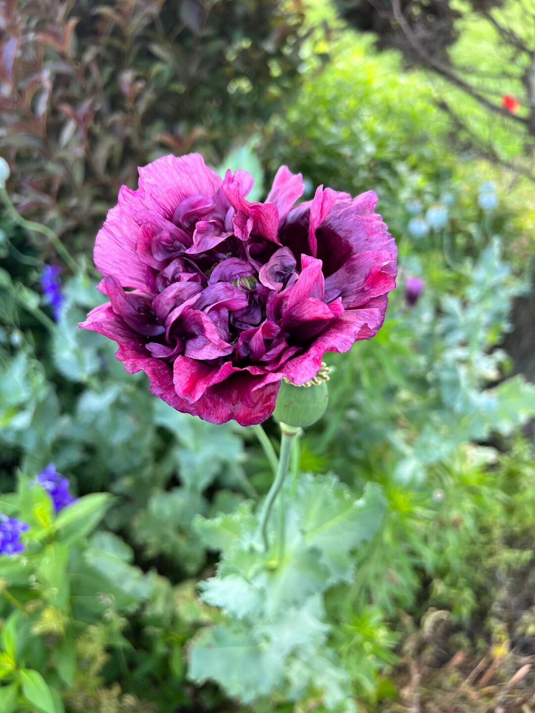 Antique Shades Poppy Seeds, 300 Poppy Seeds in Pinks, White and Purple ...