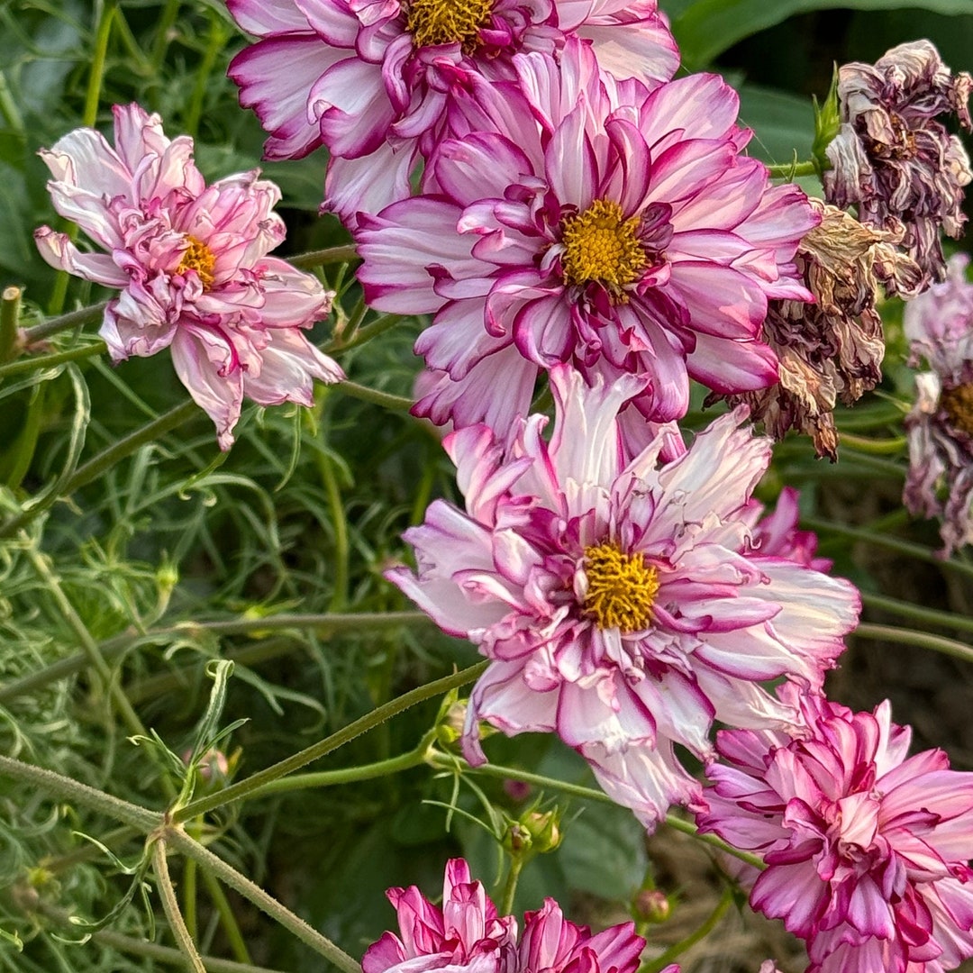 Double Click Bi Color Violet Cosmos, 25 Seeds Double Cosmos, Great for ...