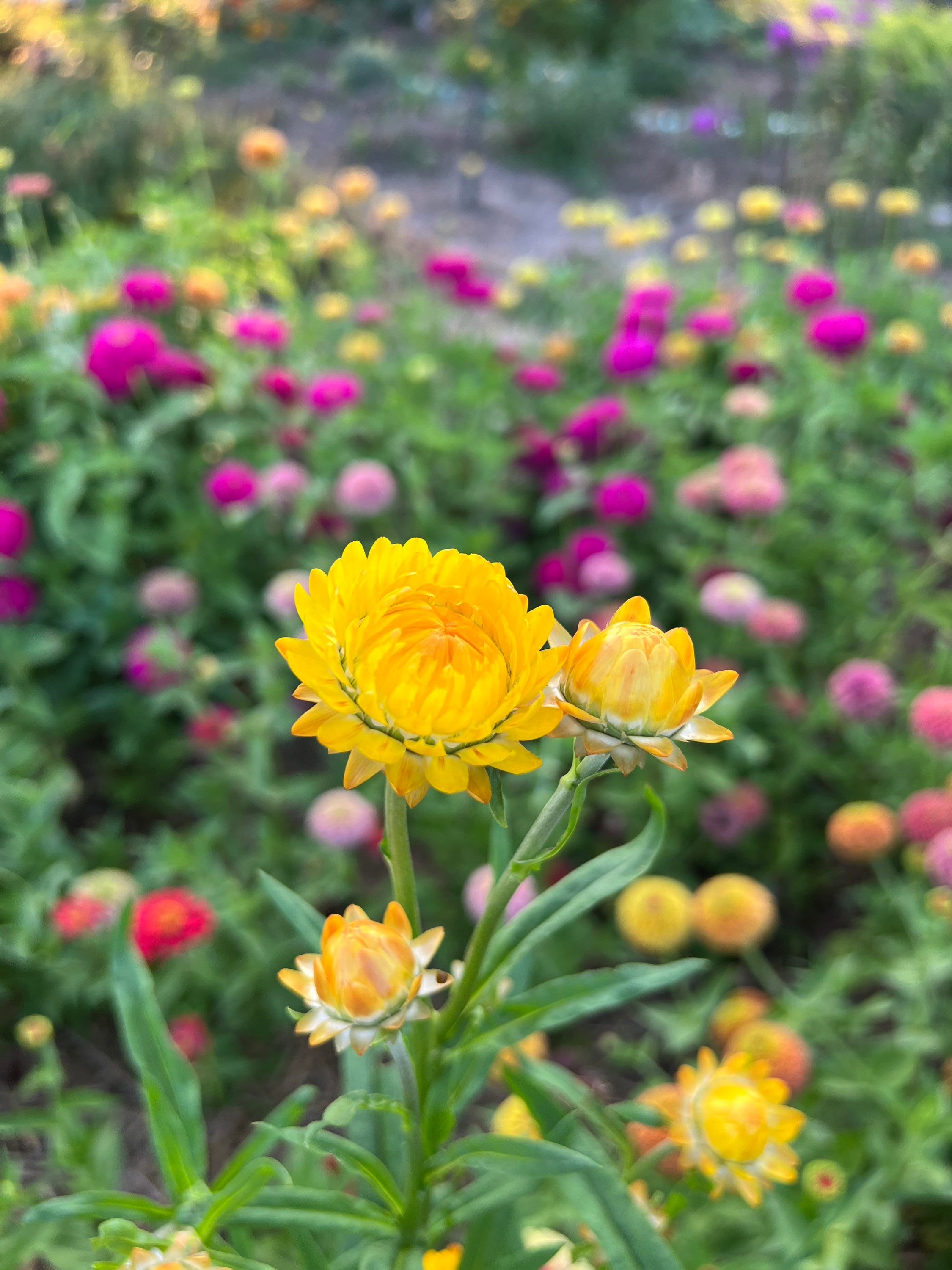 Cut Flower Seed Collection: 10 Colorful Varieties for Cutting Gardens ...