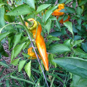 Heirloom Pepper Seeds, Sweet Banana Peppers, Golden Treasure Pepper ...
