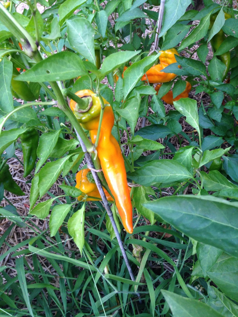 Heirloom Pepper Seeds Sweet Banana Peppers Golden Treasure - Etsy