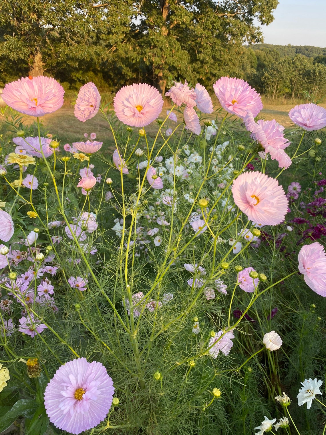 Blush Cupcake Cosmos Seed, Pink Cosmos Seeds- Great for Cut Flower ...