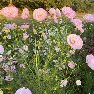 Blush Cupcake Cosmos, 25 Seeds Pink Cosmos, Great for Pollinator ...