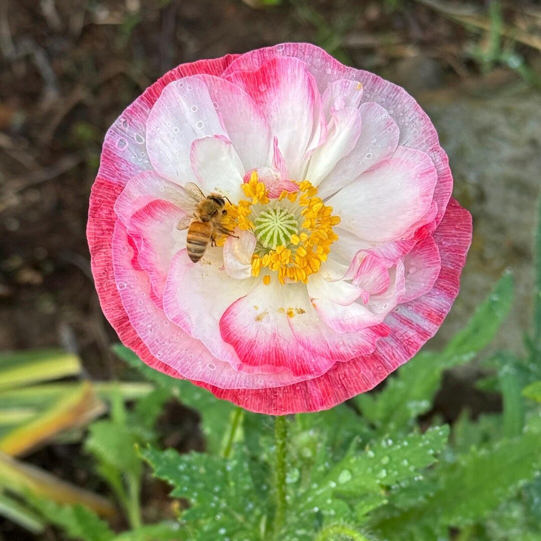 Shirley Poppy Supreme, 100+ Seeds Papver Roheas, Large Flowered Shirley ...