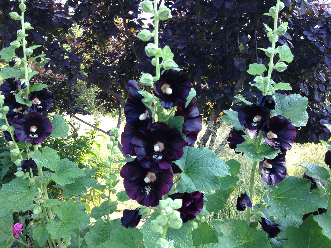 Black Hollyhock Seeds Cottage Garden Flower Heirloom | Etsy