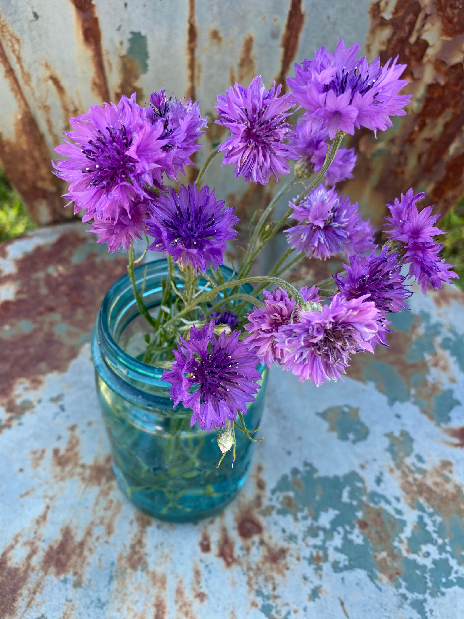 Purple Bachelor Buttons Lavender Mix Centaurea Great for Cut - Etsy