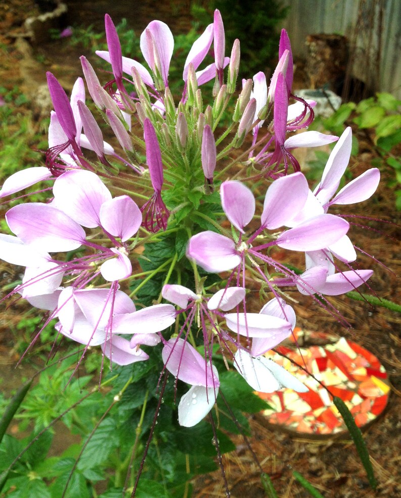 Cleome Seeds Spider Flowers in Mixed Colors Great for | Etsy
