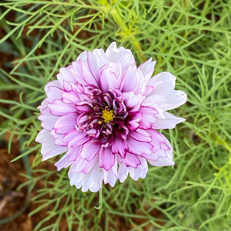 Double Click Bi Color Violet Cosmos 25 Seeds Double Cosmos | Etsy
