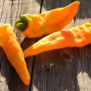 Heirloom Pepper Seeds, Sweet Banana Peppers, Golden Treasure Pepper ...