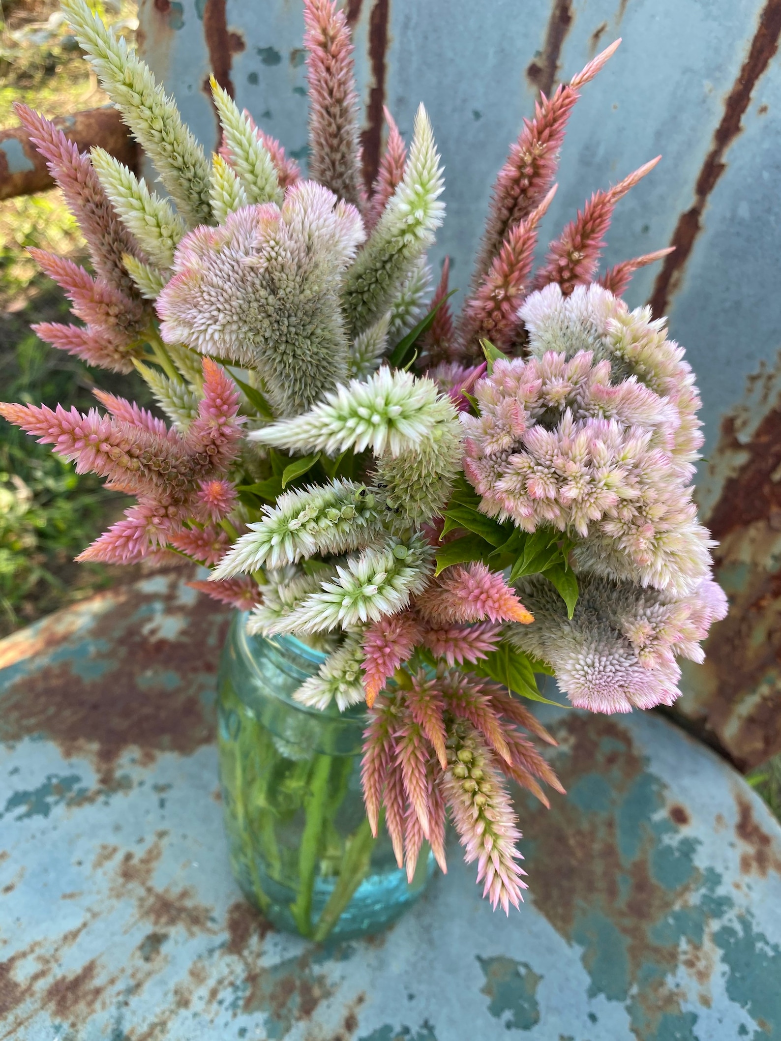 Terracotta Celosia Seeds, Spiked Wheat Celosia 50 Seeds, Excellent ...