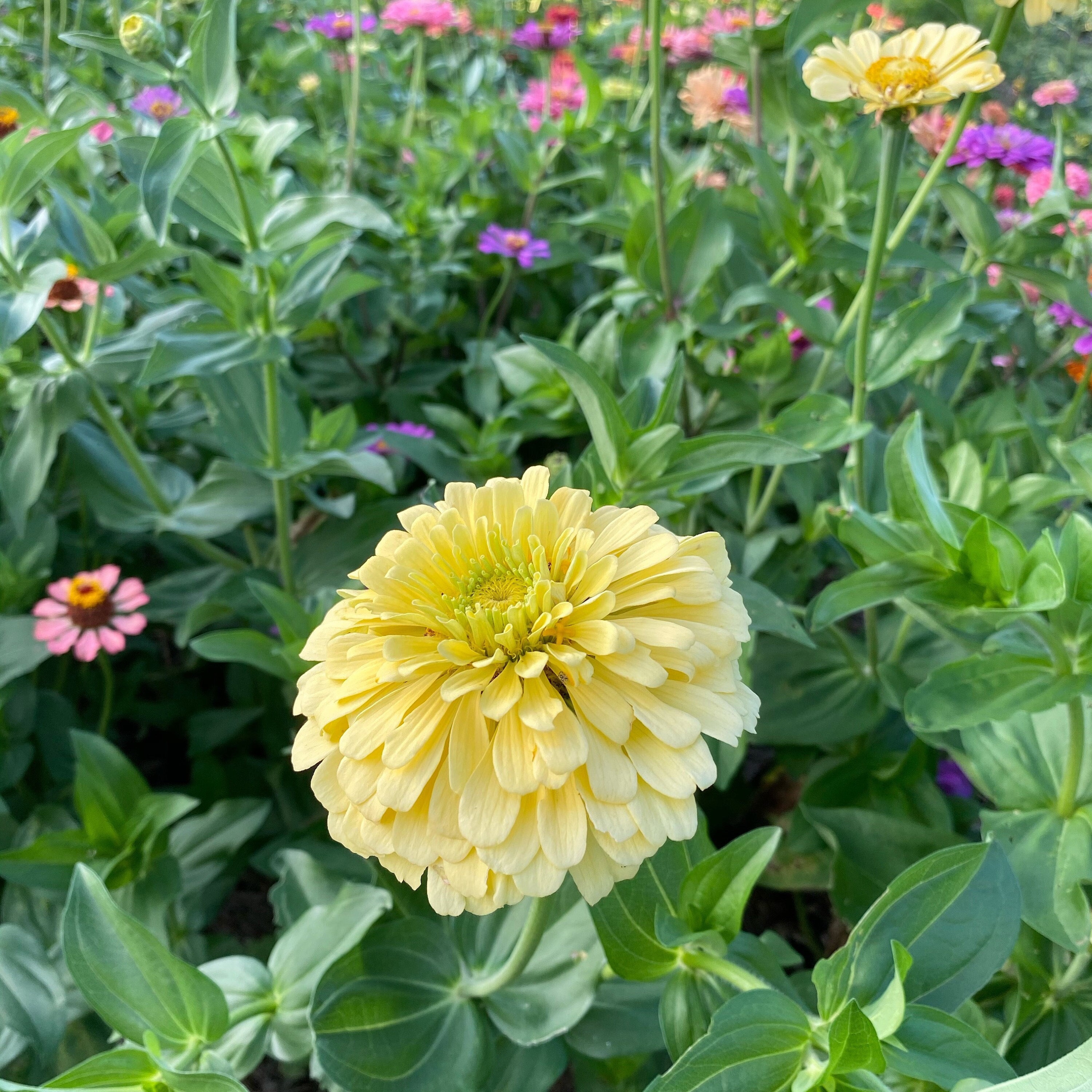 Yellow Zinnia Flower