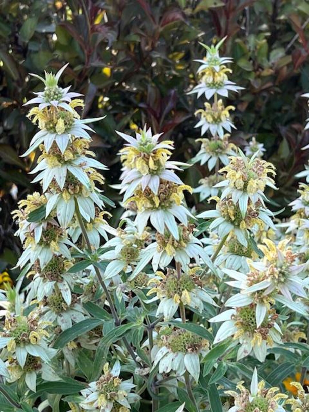 Spotted Bee Balm, Monarda Punctata Seeds, Fragrant Blooms for ...