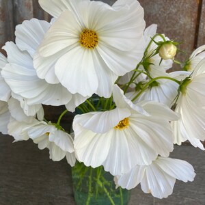 Afternoon White Cosmos, 25 Seeds for Large Flowering White Cosmos - Etsy