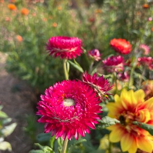 King Size Raspberry Rose Strawflower Seeds, 45 Seeds for Large Pink ...