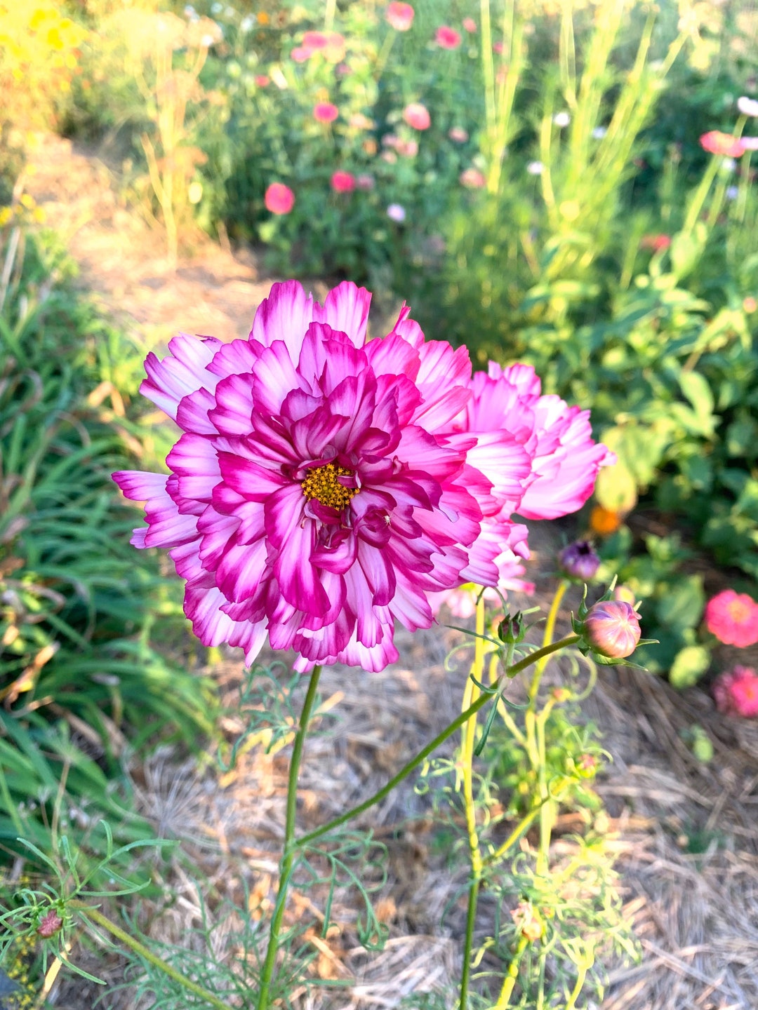 Double Click Bi Color Violet Cosmos, 25 Seeds Double Cosmos, Great for ...