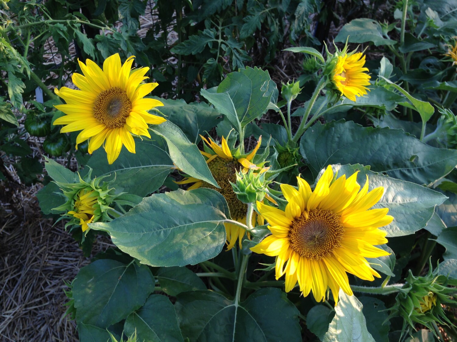Sunflower Seed Kit Heirloom Sunflowers DIY Garden Kit Great - Etsy