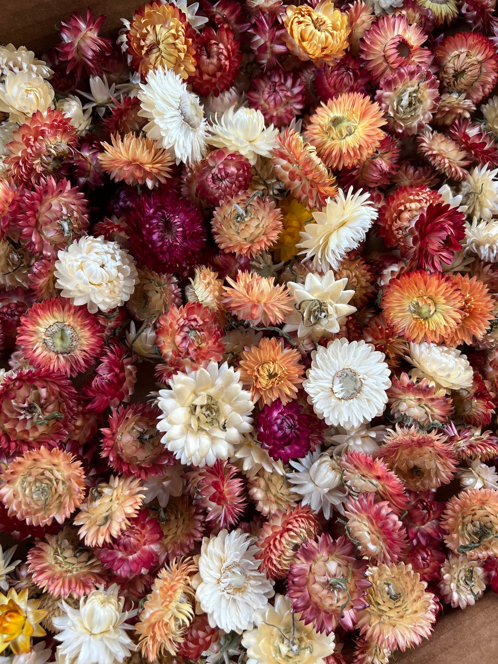 Dried Strawflowers Mixed Straw Flowers Dried Flowers for - Etsy