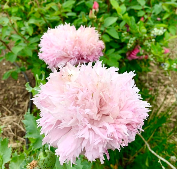 Lilac Pompom Poppy Seeds 200 Seeds of Purple Double Poppies | Etsy